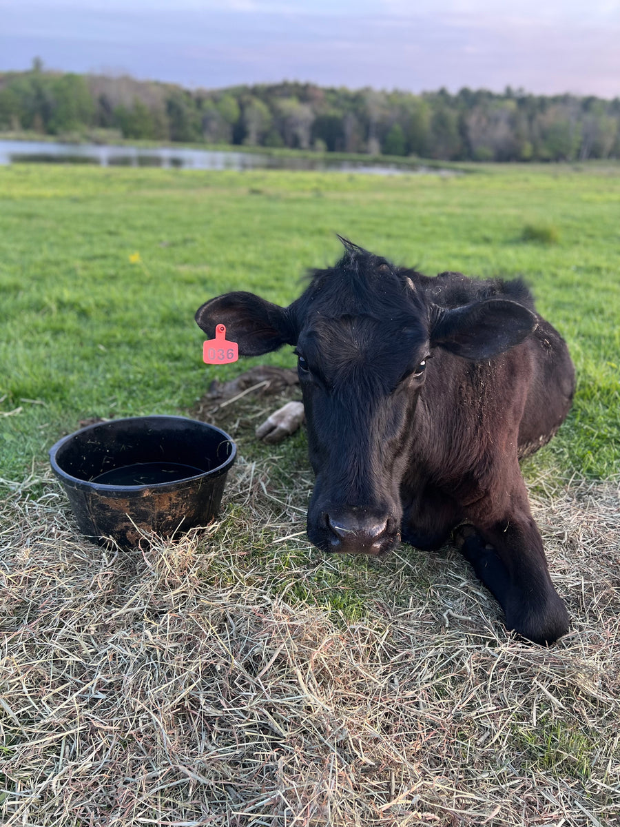 A Tough Week On The Farm... – Freedom Farms, Greene, NY