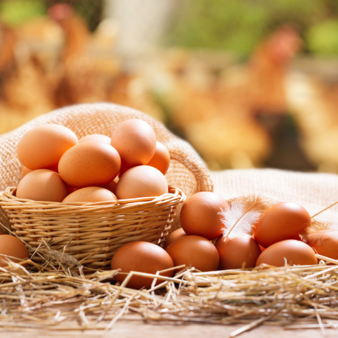 Farm Raised, Pasture Raised, Farm-Fresh Eggs (Dozen) - Freedom Farms ...